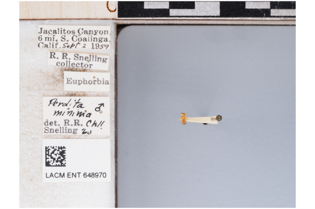 Big Bee BonanzaNHM Big Bee Bonanza | Natural History Museum